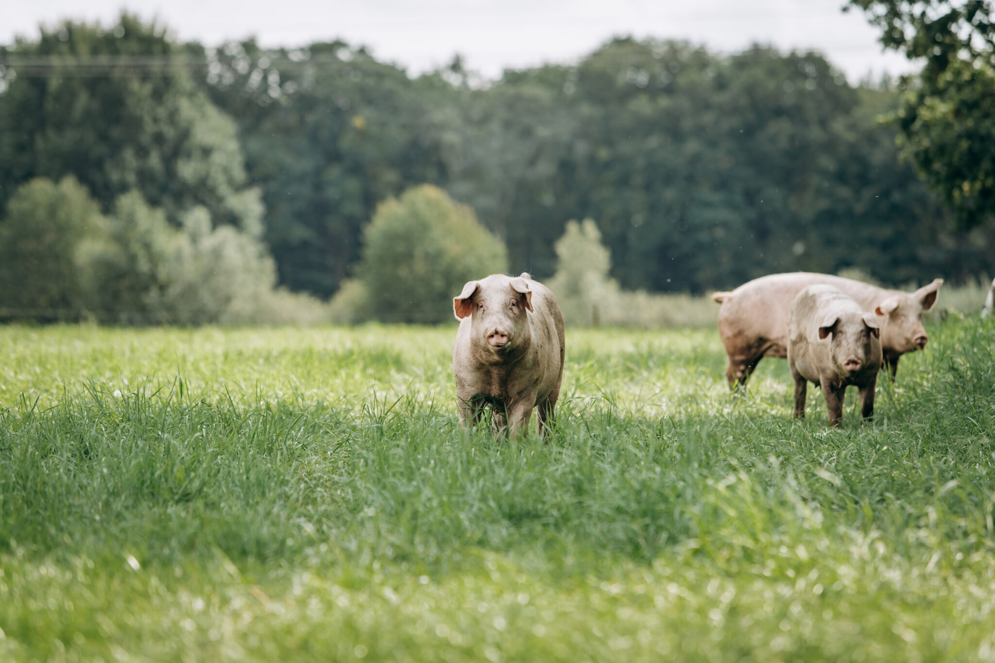 Our Produce - Winterton Butchers